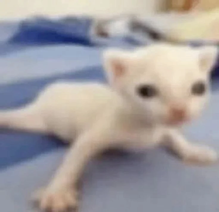 never change toyhouse accounts yall | Fandom