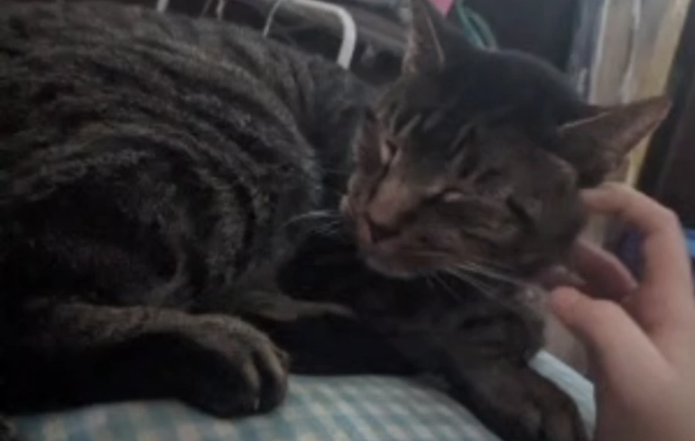 It's the kitty cat Sully! :D | Fandom