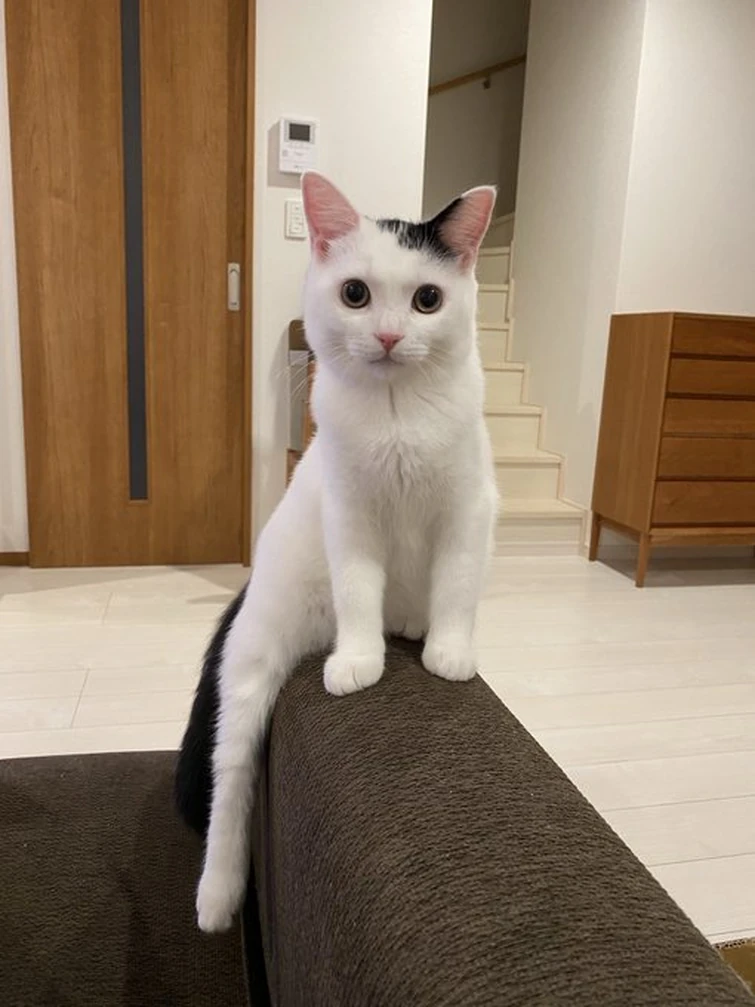 images of jermbo | Fandom