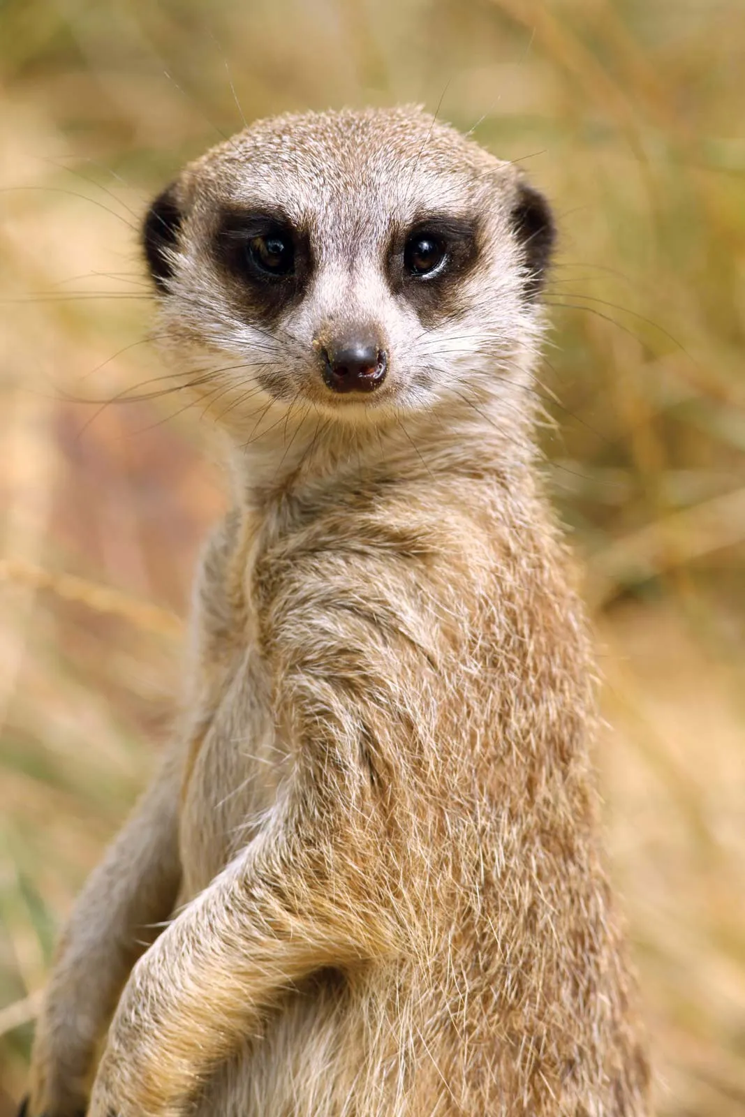 Rate this meerkat out of 10 | Fandom
