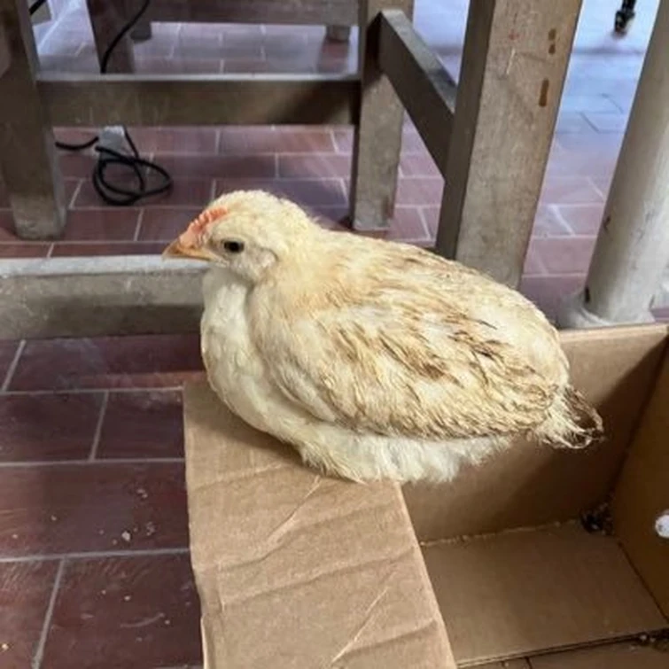 Mmm yummy gourmet meal!! | Fandom