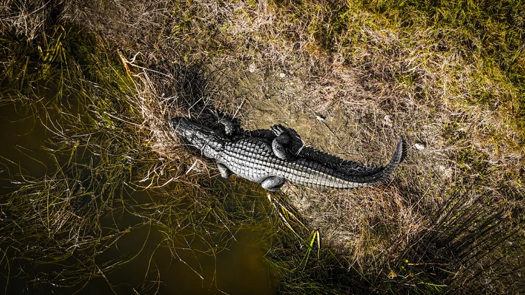 Gator photography | Fandom
