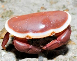 Crab that looks like pancake | Fandom