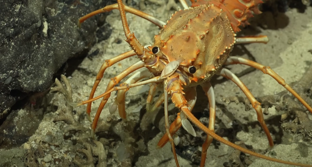 Sea Critter | Fandom