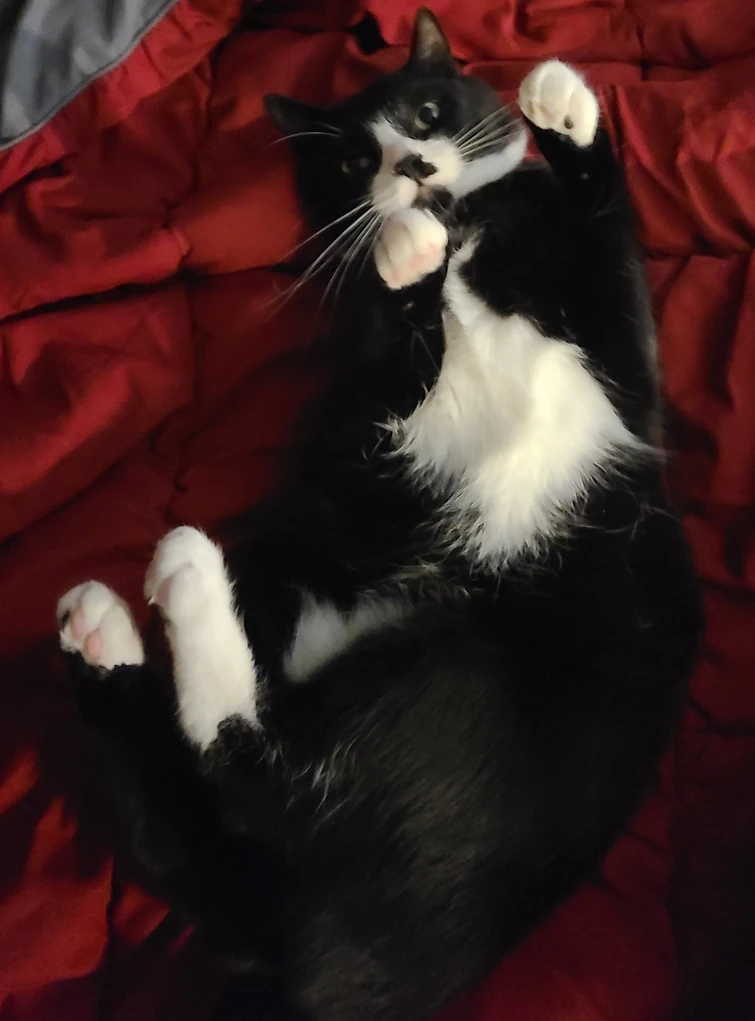 LOOK AT MY CAT | Fandom