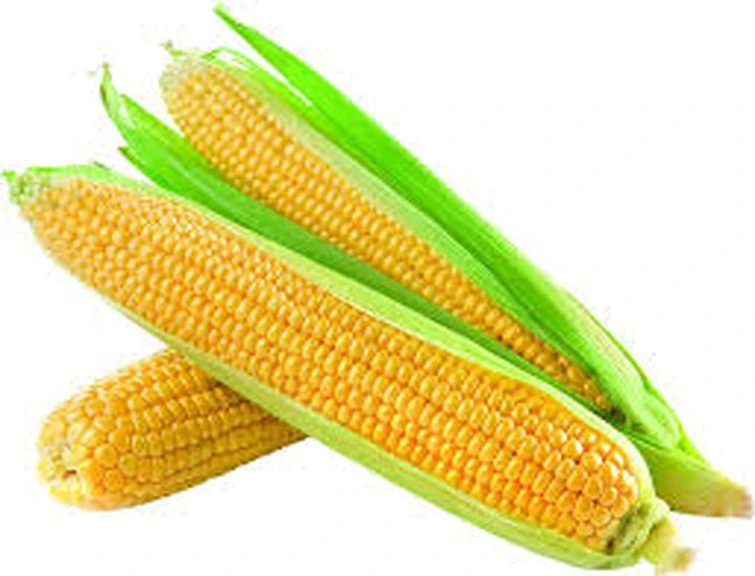 mmmmmm corn | Fandom