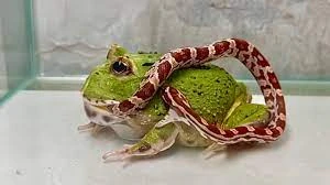 Hmmm, I think this is why frog has BB... | Fandom