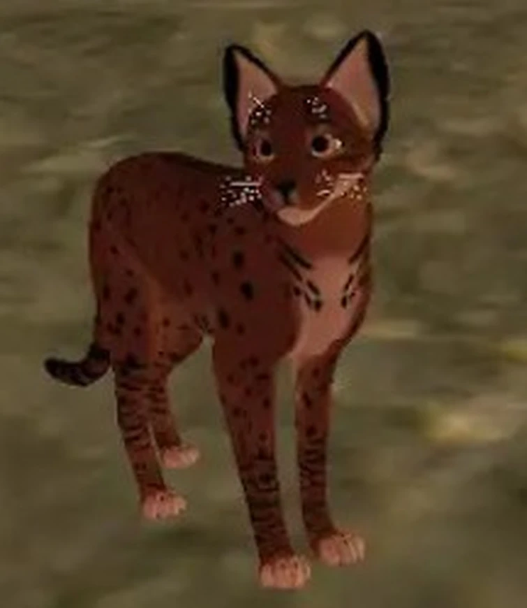 Dariyon Landell Hyche MUFASA The Clouded Savannah X American Burmese ...