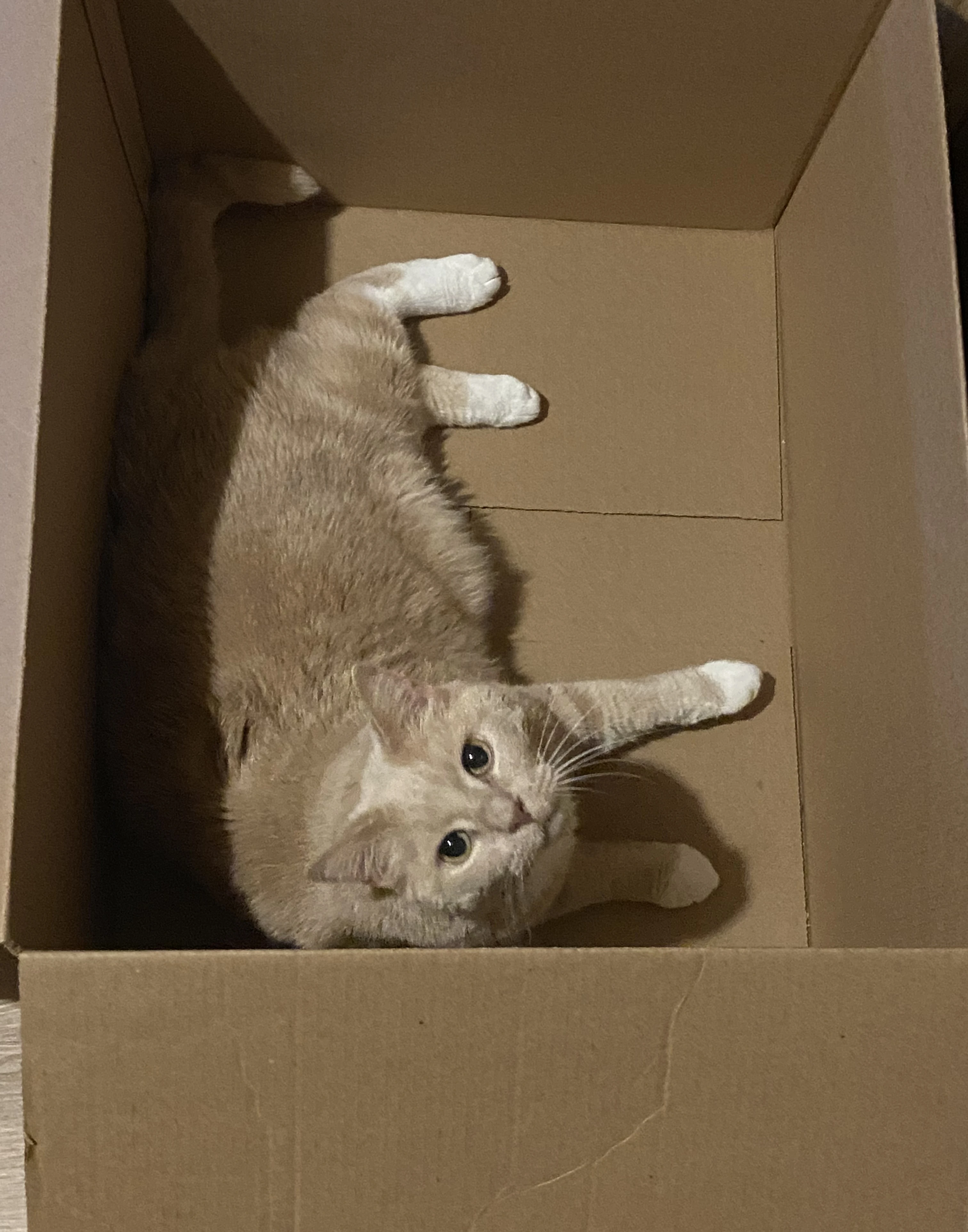 Rate my cat | Fandom