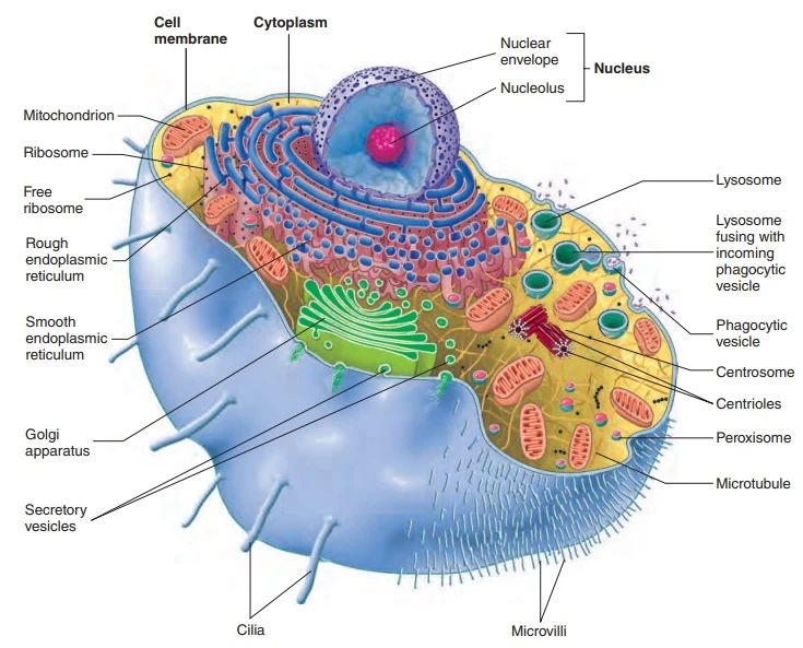 How fat people cell's look like | Fandom