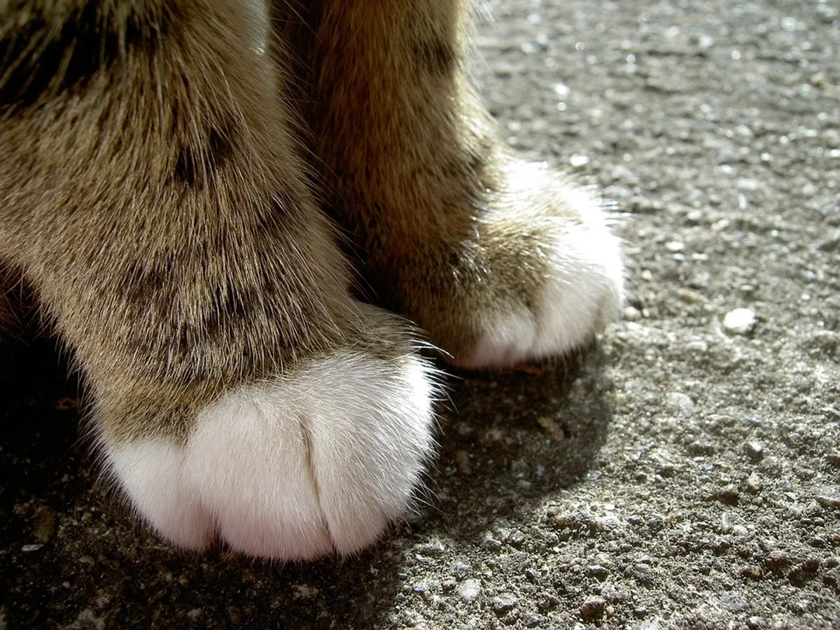 toe beans+paws | Fandom