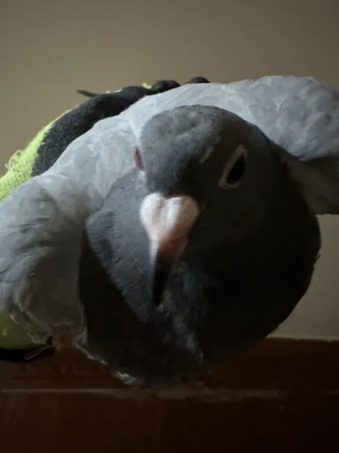 how much is ze bread loaf accessory? | Fandom