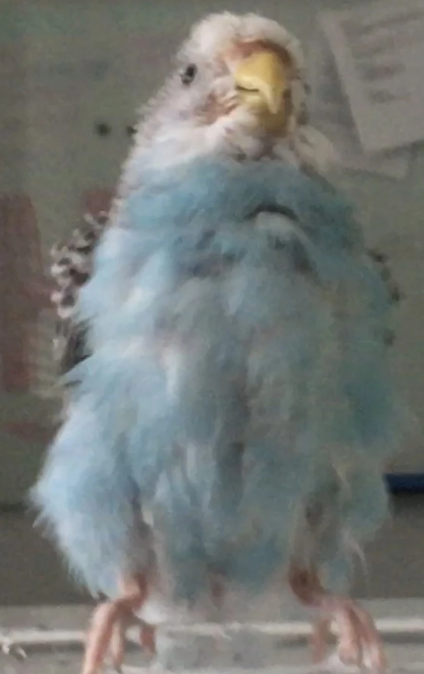 THE BIRD GODZILLAS | Fandom