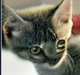 The cursed ai | Fandom