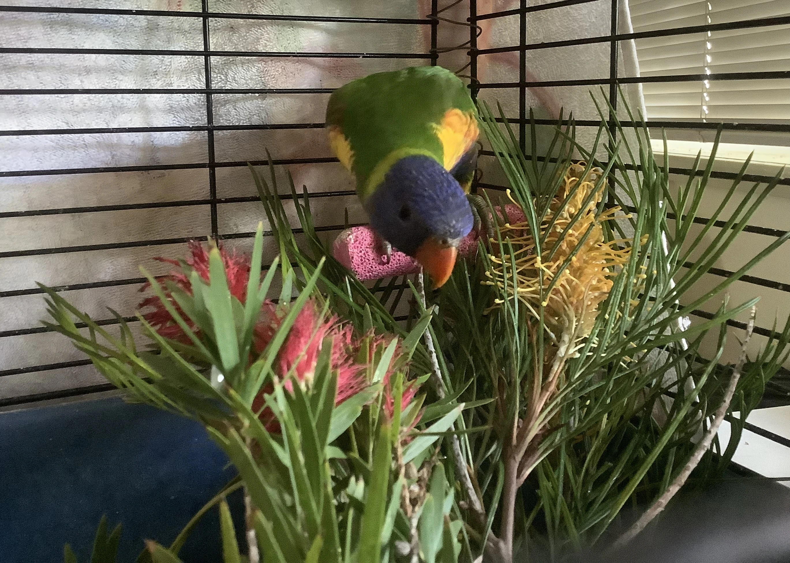 Lorikeets update #3 | Fandom
