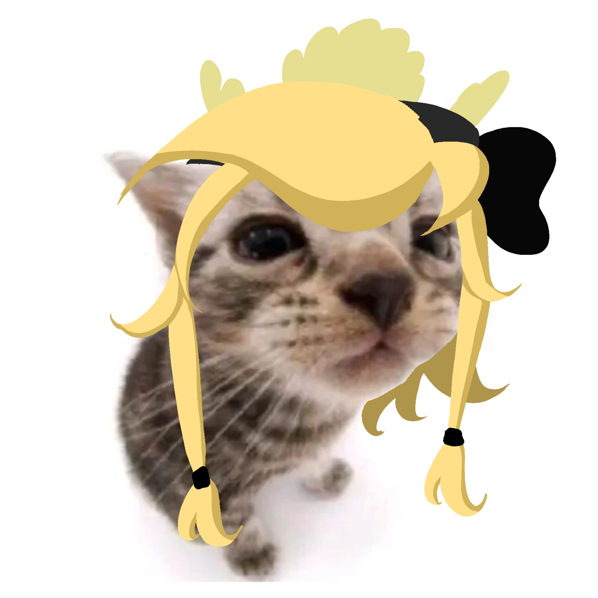 cyn turned into a cat | Fandom