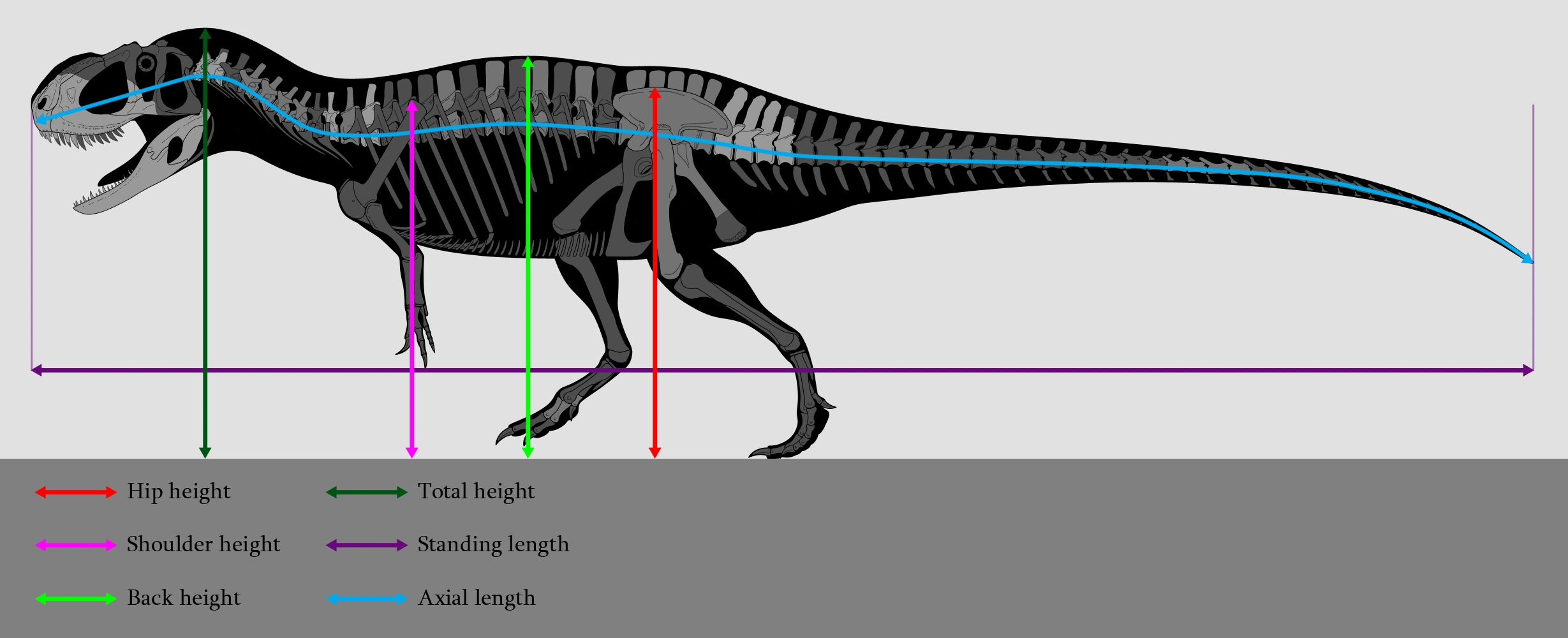 Dinosaur measuring problems... | Fandom