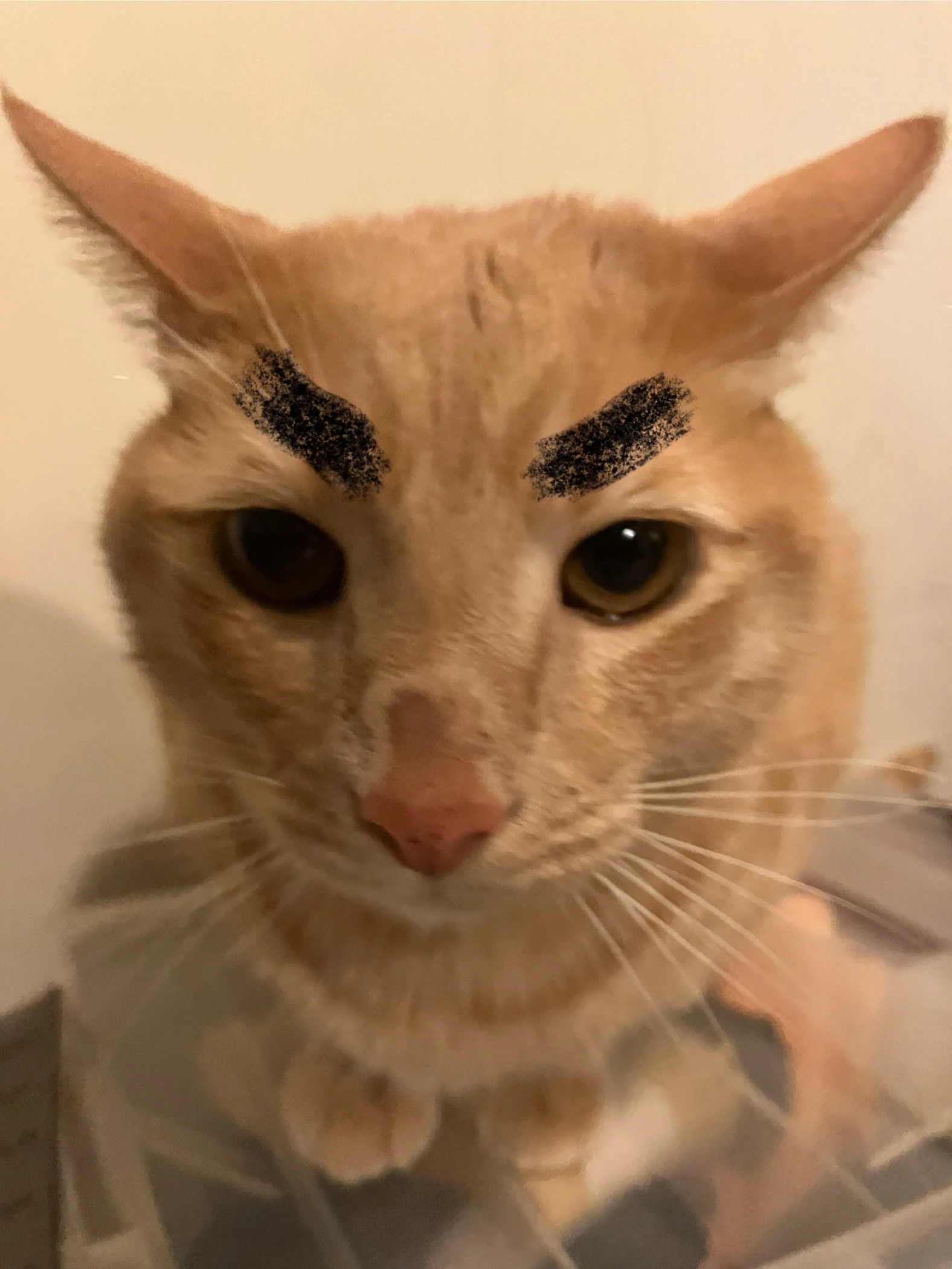 Angry Cat | Fandom