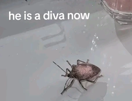 he is a diva now | Fandom