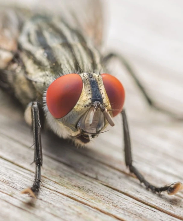 the gaslight district melancholy hill art | Fandom