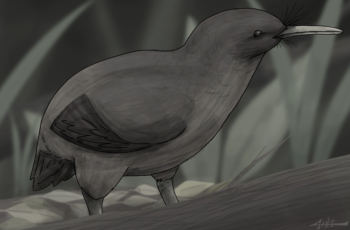Proapteryx drawing | Fandom