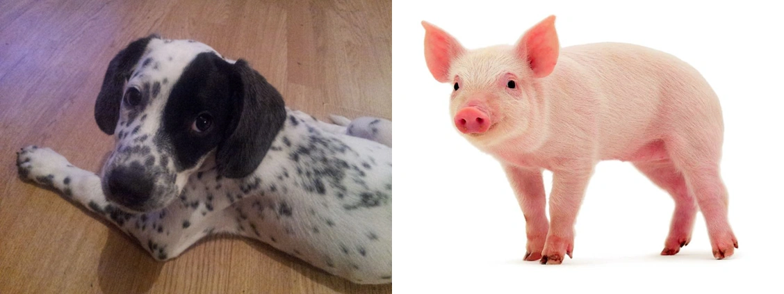 Doki vs Peppa (Live Action) | Fandom