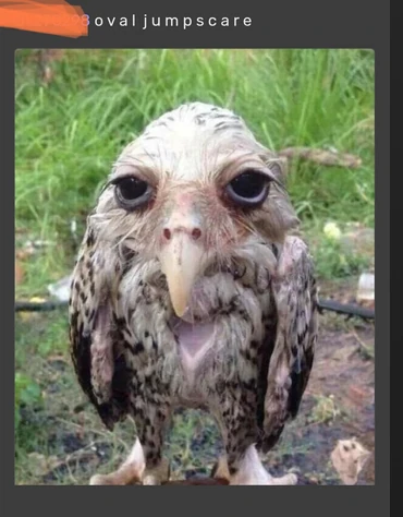 Discuss Everything About (Unofficial) Randomly Generated Droids Wiki ...