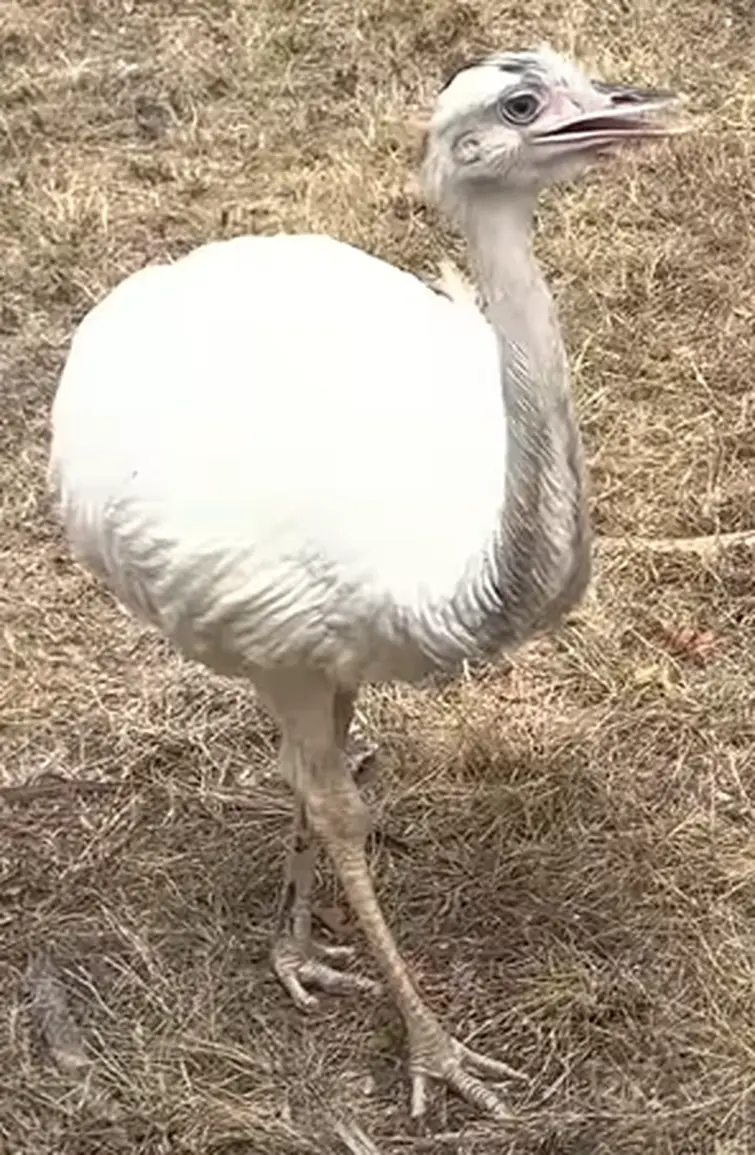 Discuss Everything About The Urban Rescue Ranch Wiki | Fandom