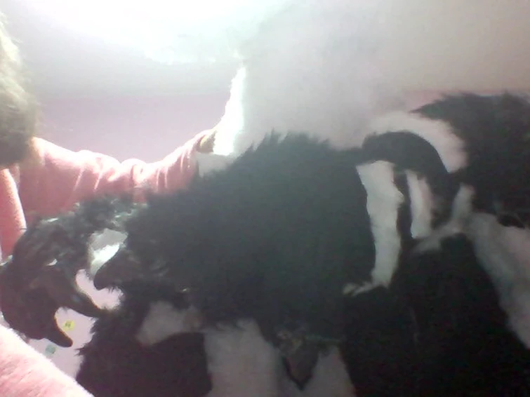 Finished Saurium plushie!!!! | Fandom