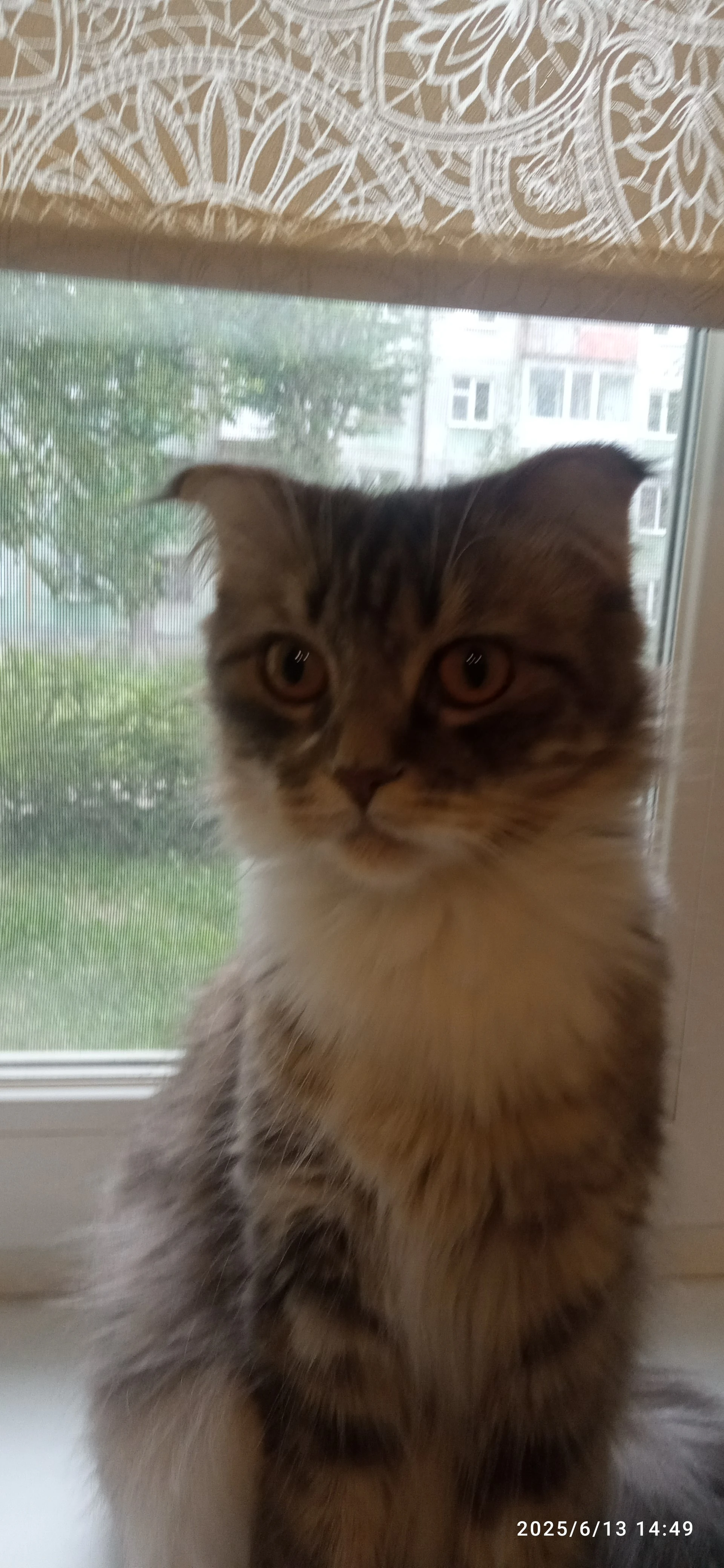 Meet my cat! | Fandom