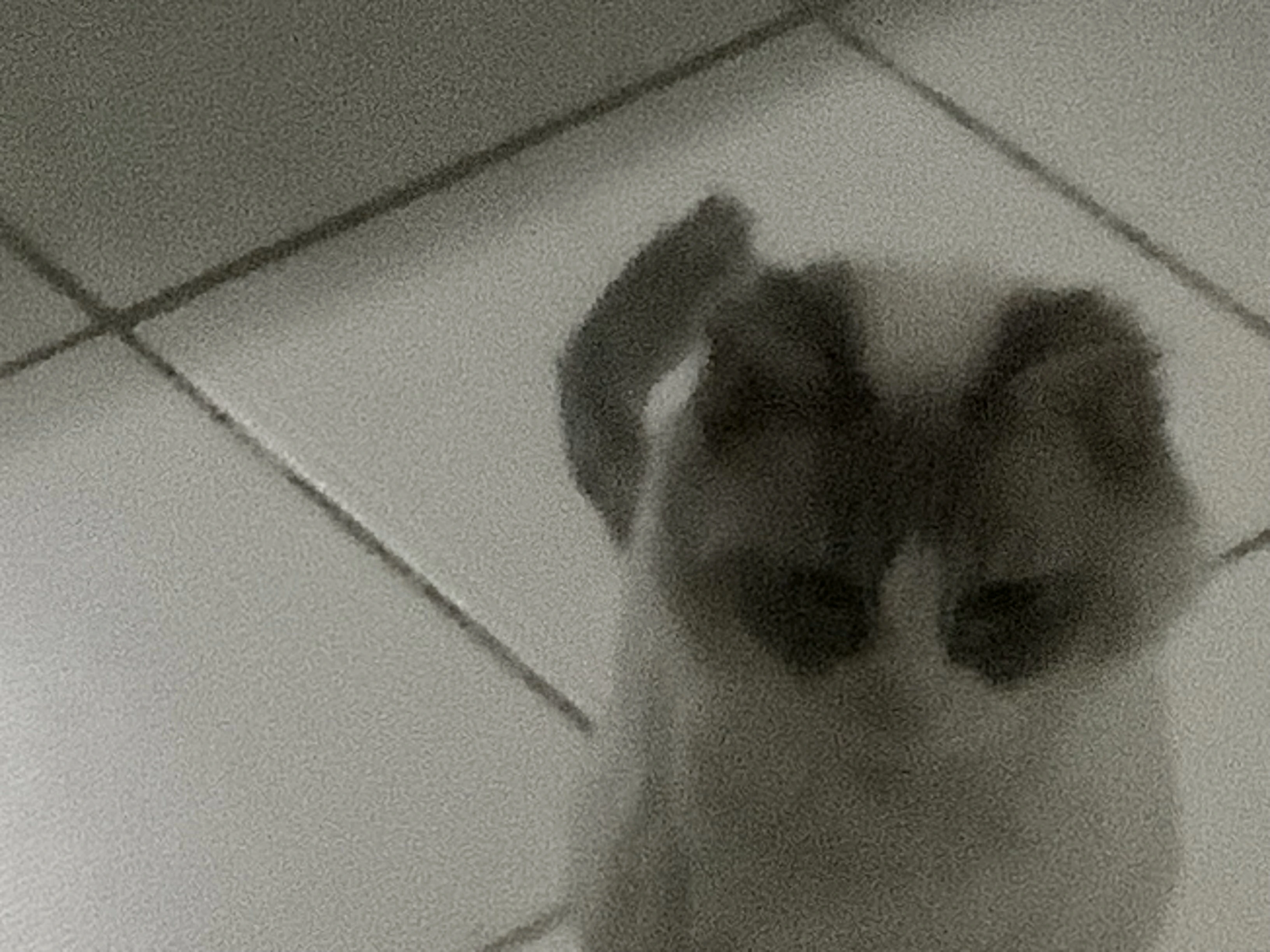 Daily Cat Image #503 | Fandom