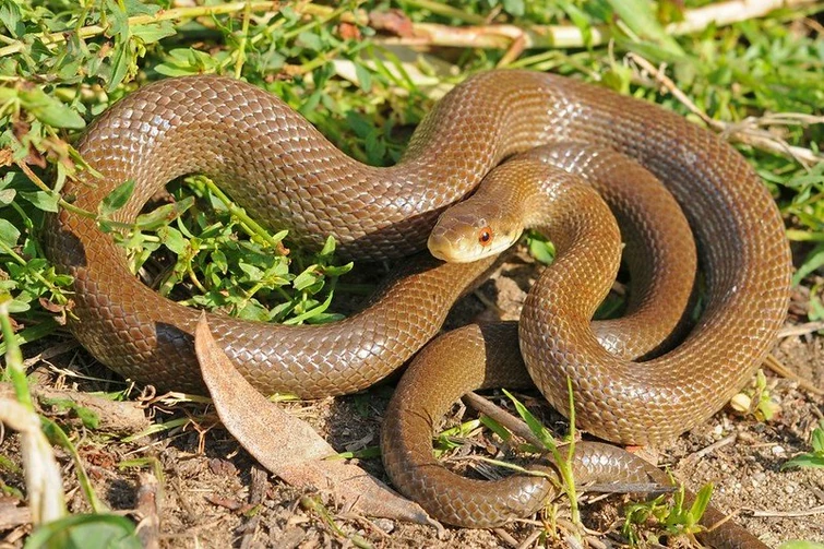 Ideas for Italian Fakemon | Fandom