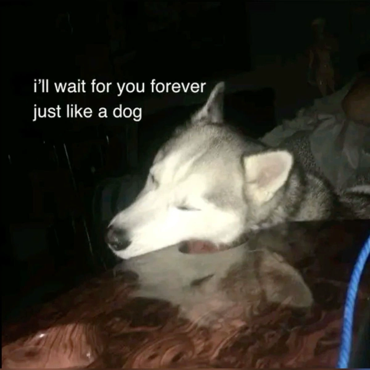 y'all should make a Dog aesthetic aka dogcore | Fandom