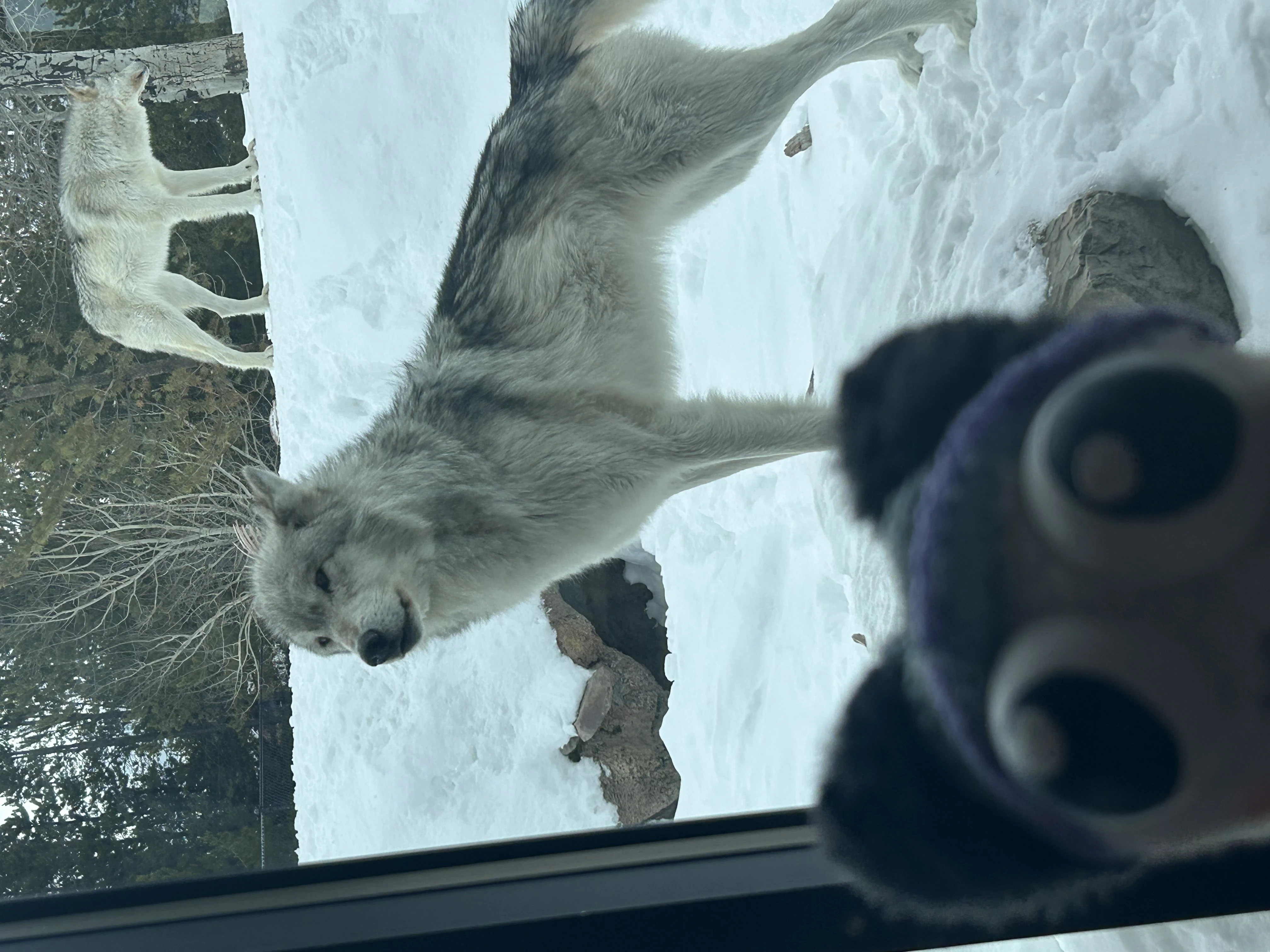 I threw her to the wolves shortly after | Fandom