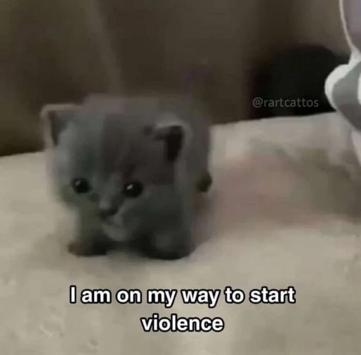 Why do most kitten memes have the most horrific, terrifying ...