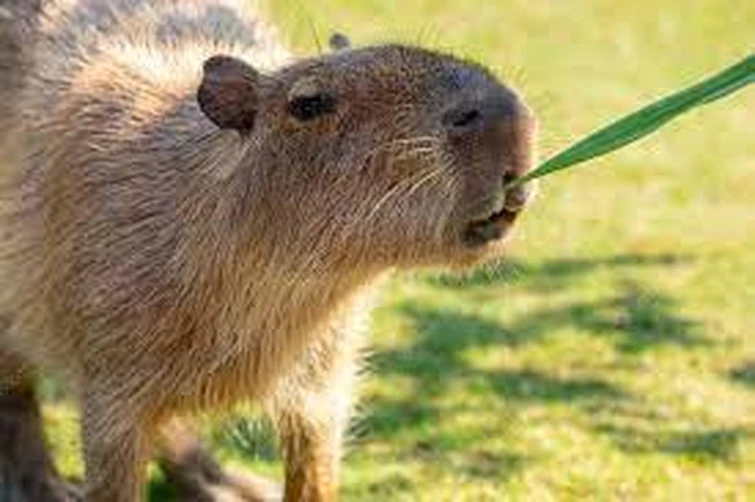 Sorry for not giving you all the daily capybara the past 2 days here ...