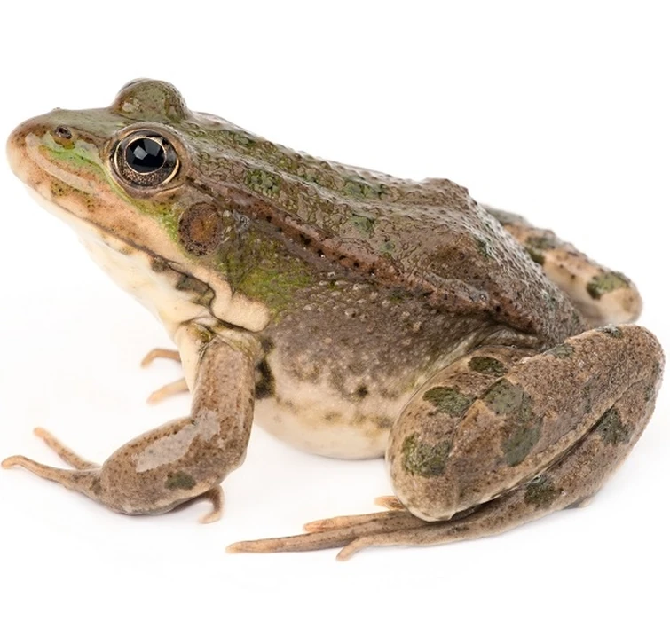 oops what happened to gurava 😁😁😁😁 | Fandom