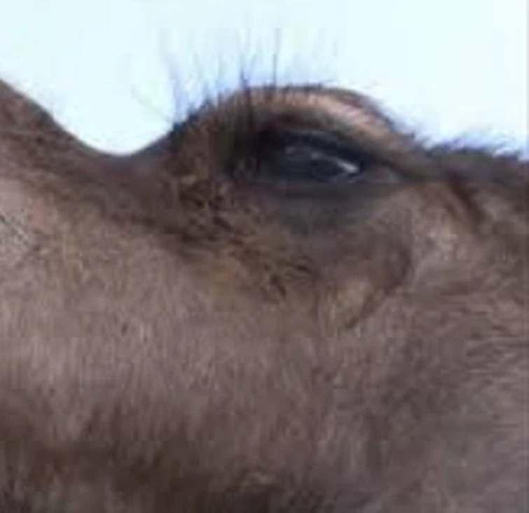 Ok lets try to start making a new card again word by word | Fandom