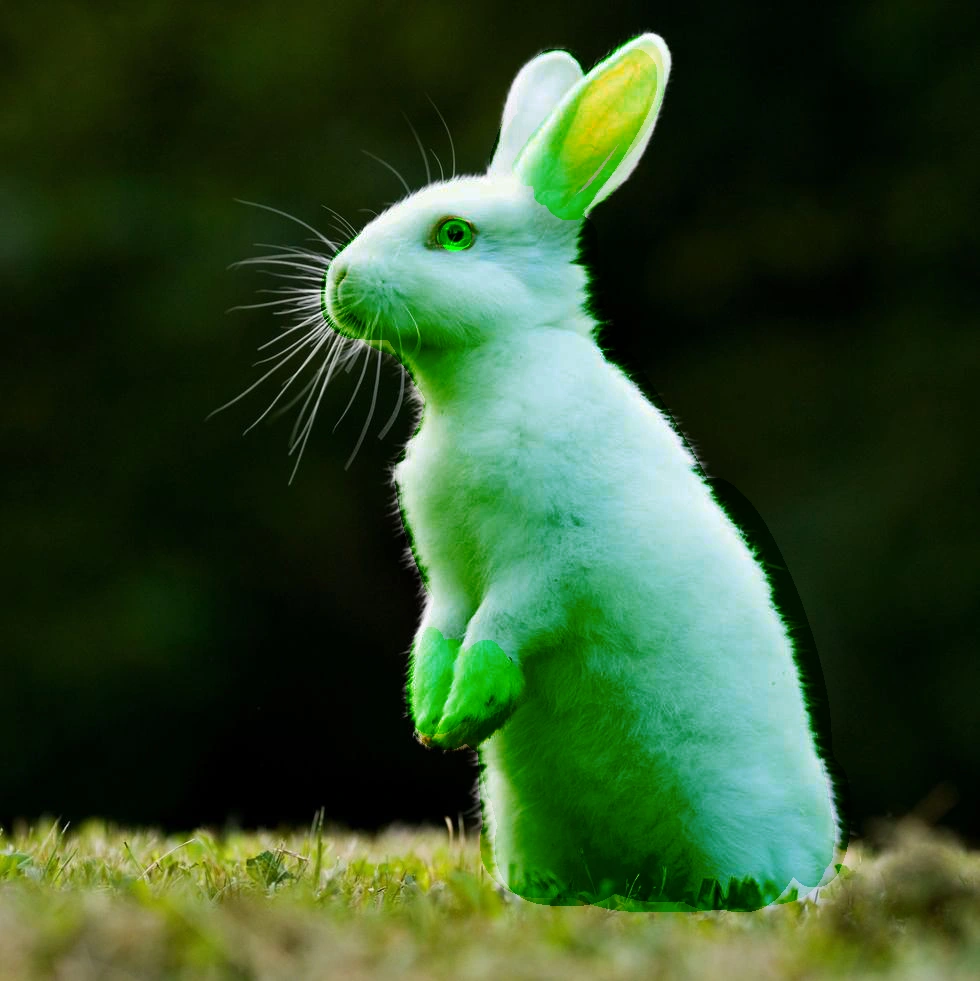 toxic rabbit spotted in real life (real) (not clickbait) | Fandom