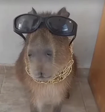 Which is the best Capybara? | Fandom