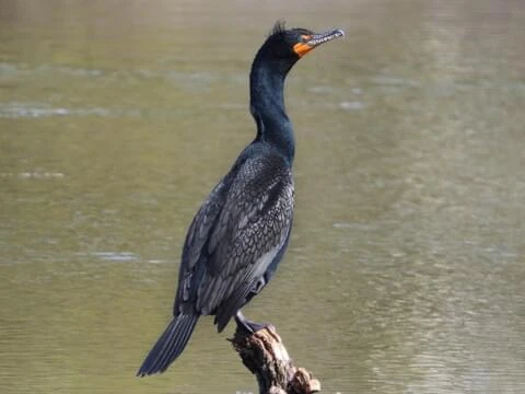 Cormorant Demon | Fandom