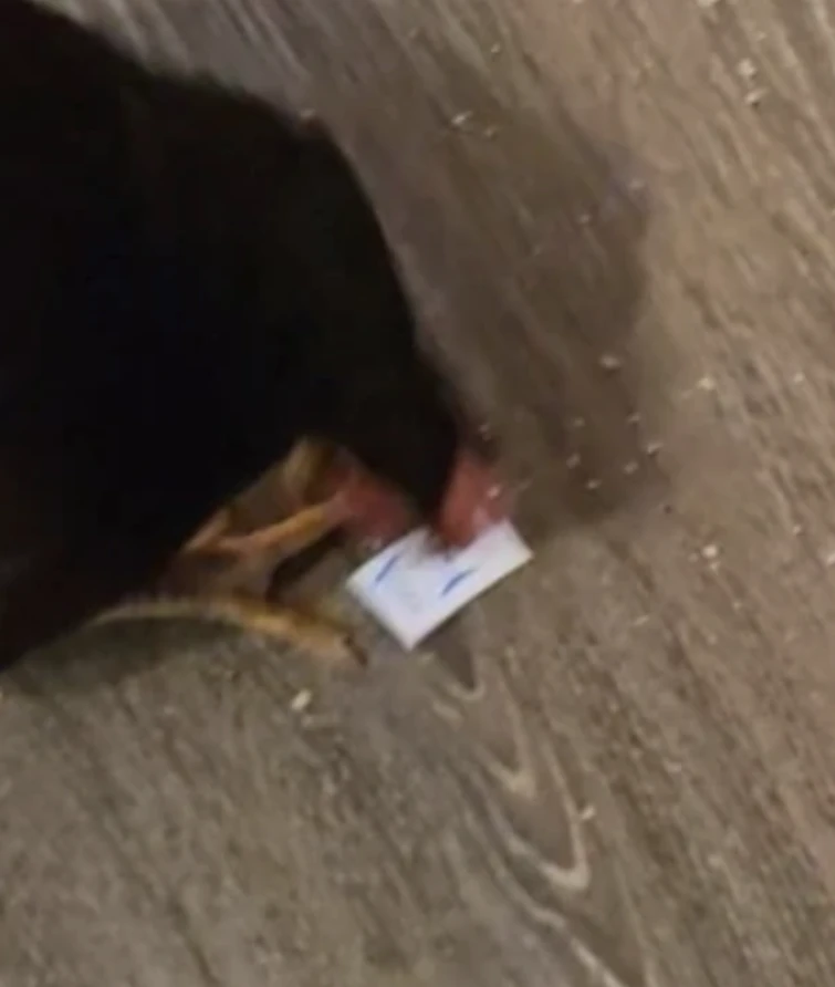 Discuss Everything About Creatures of Sonaria Wiki | Fandom