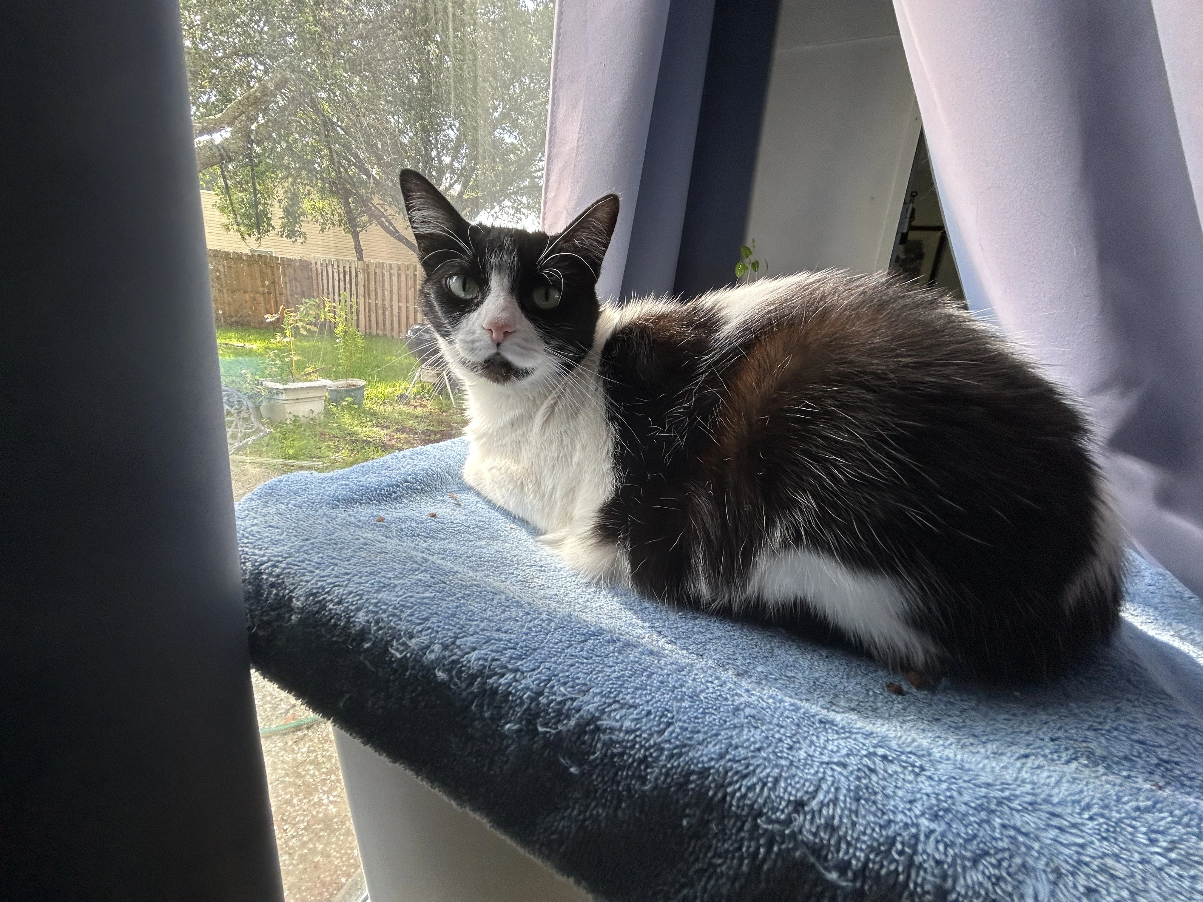 Loaf | Fandom