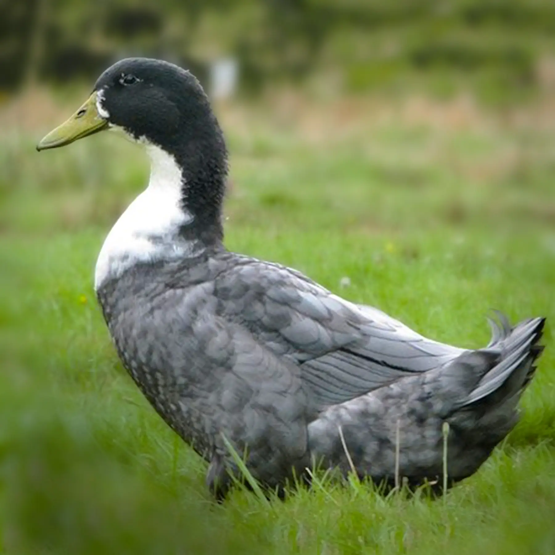 pjsk as ducks PART ONE !!! | Fandom