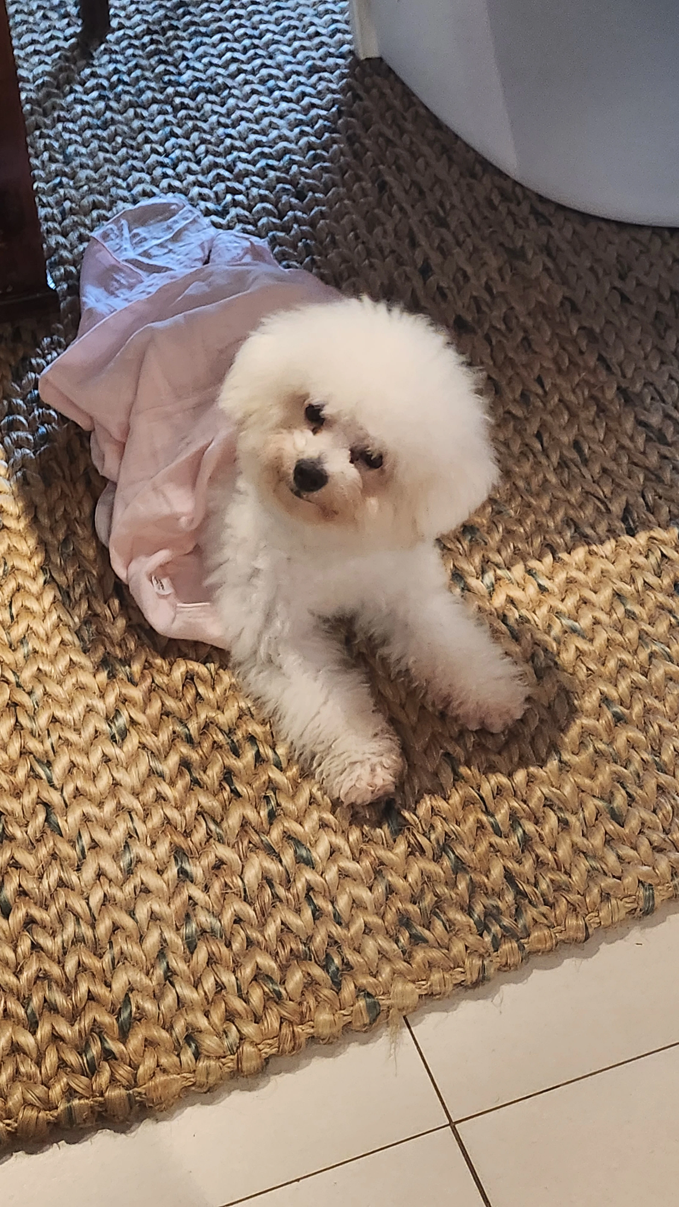 this is princess cinna of marshmallowland!! please give her a warm welcome