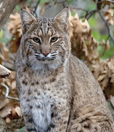 Desert Pack: What is your preferred flagship animal? | Fandom