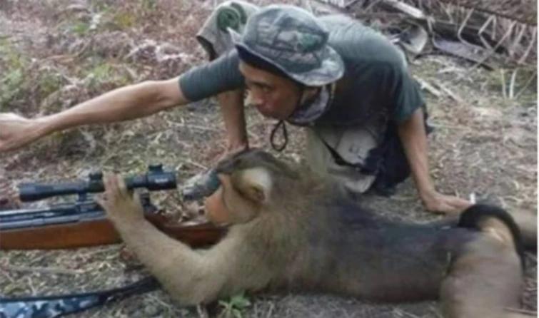 Sniper monke | Fandom