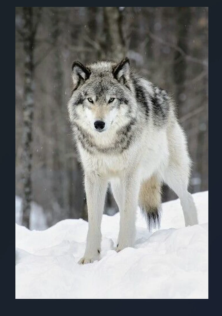 Huh? Im not obesessed with wolves?- | Fandom