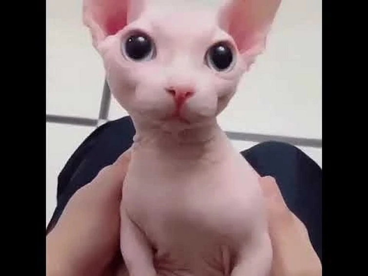 Bingus Gustavus O. Gloop Jon The III, simply know as Bingus is here! | Fandom