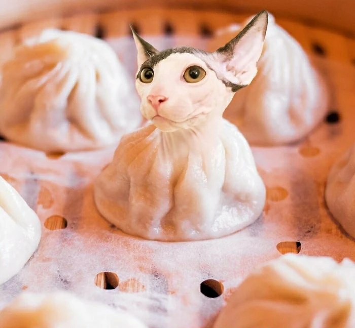 Cat if was dumpling: | Fandom